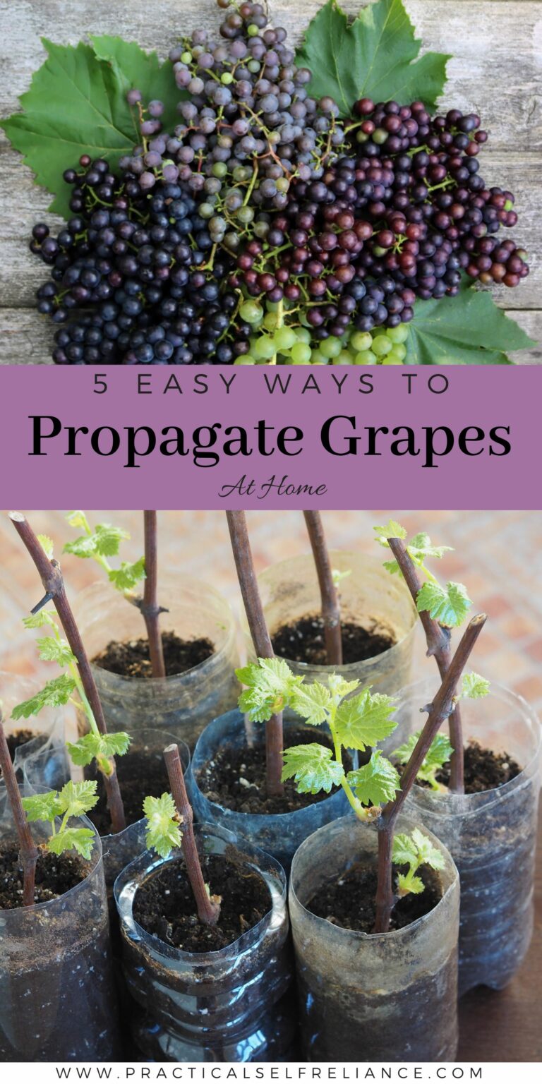 5 Easy Ways to Propagate Grapes at Home — Practical Self Reliance