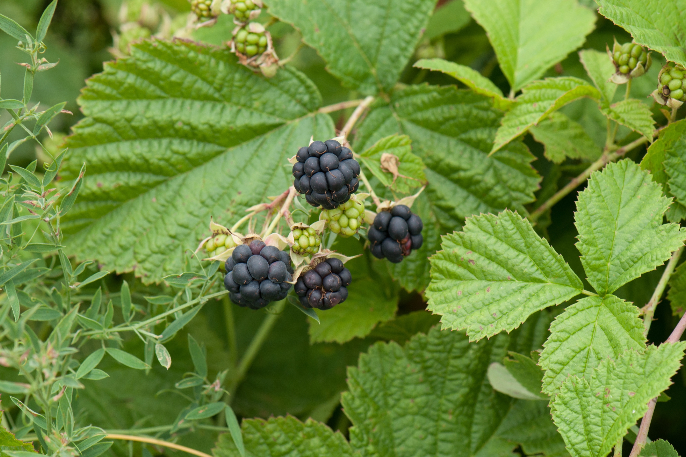 Foraging for Northern Dewberry (Rubus flagellaris) — Practical Self ...
