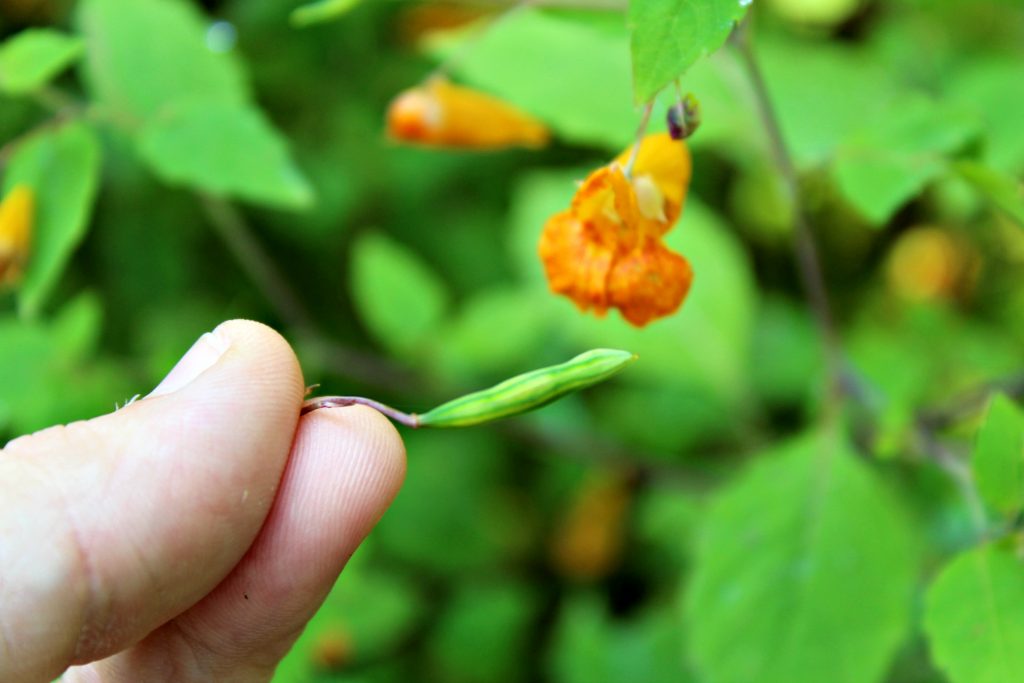 Foraging Jewelweed Seed Pods (Tastes like walnuts!) — Practical Self ...