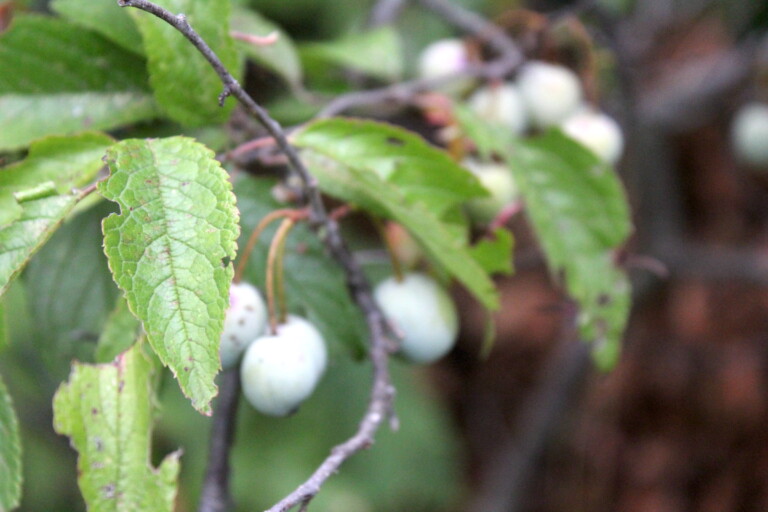 Foraging Wild Plums (Prunus spp.) — Practical Self Reliance