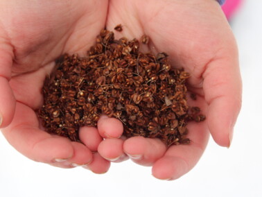 30+ Edible Wild Seeds & Grains — Practical Self Reliance