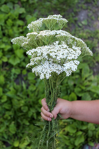 Spring Foraging ~ 20+ Wild Spring Edibles — Practical Self Reliance