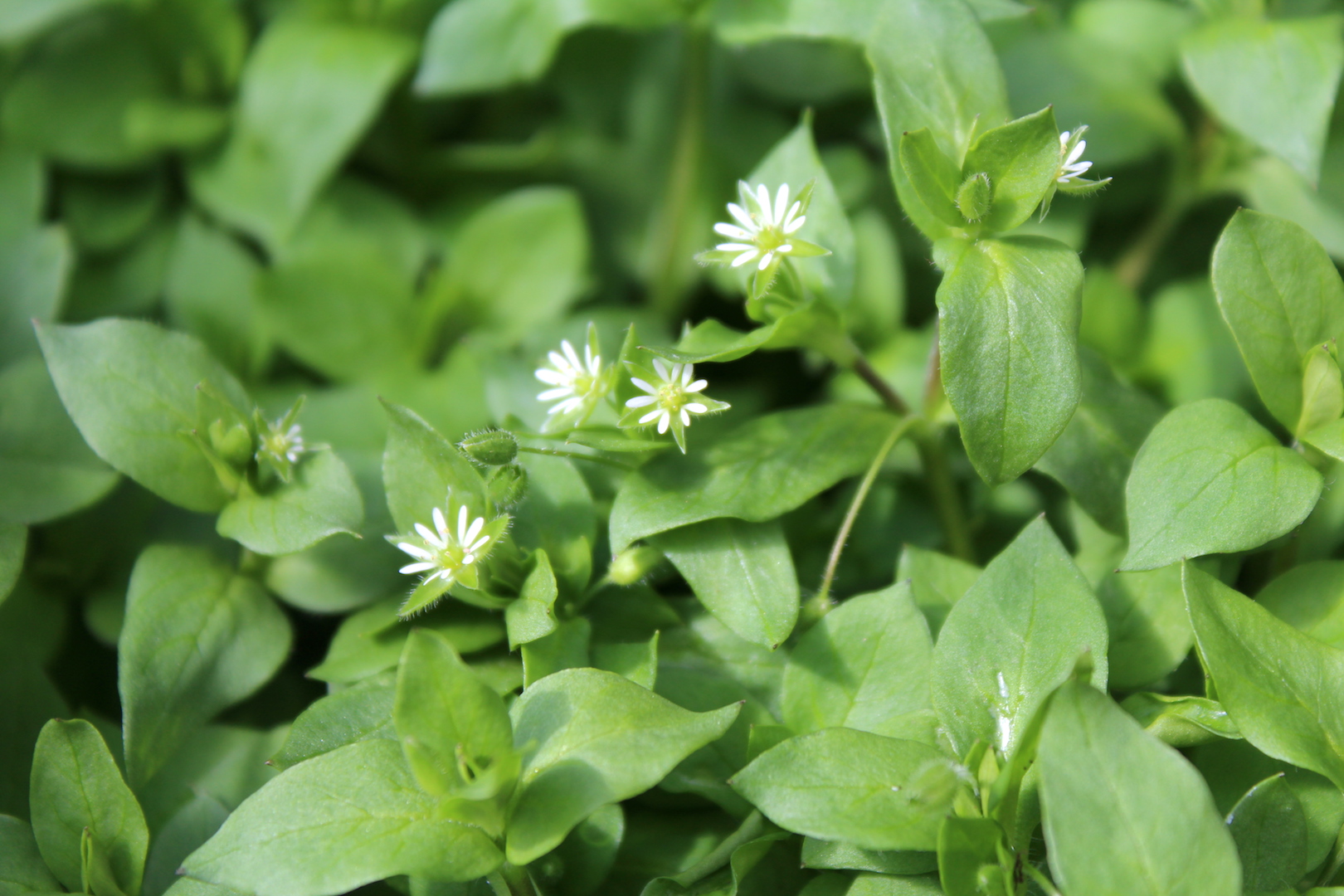 Chickweed ~ Foraging and Using
