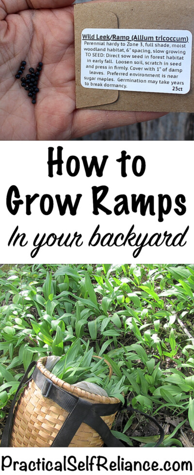 Growing Ramps in Your Backyard — Practical Self Reliance