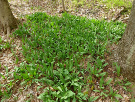 Growing Ramps in Your Backyard — Practical Self Reliance