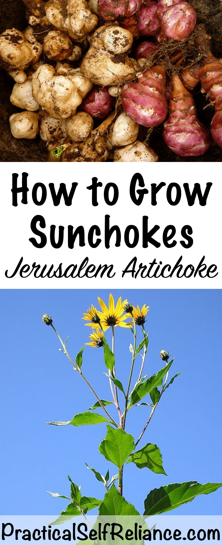 How to Grow Sunchokes (Jerusalem Artichoke)