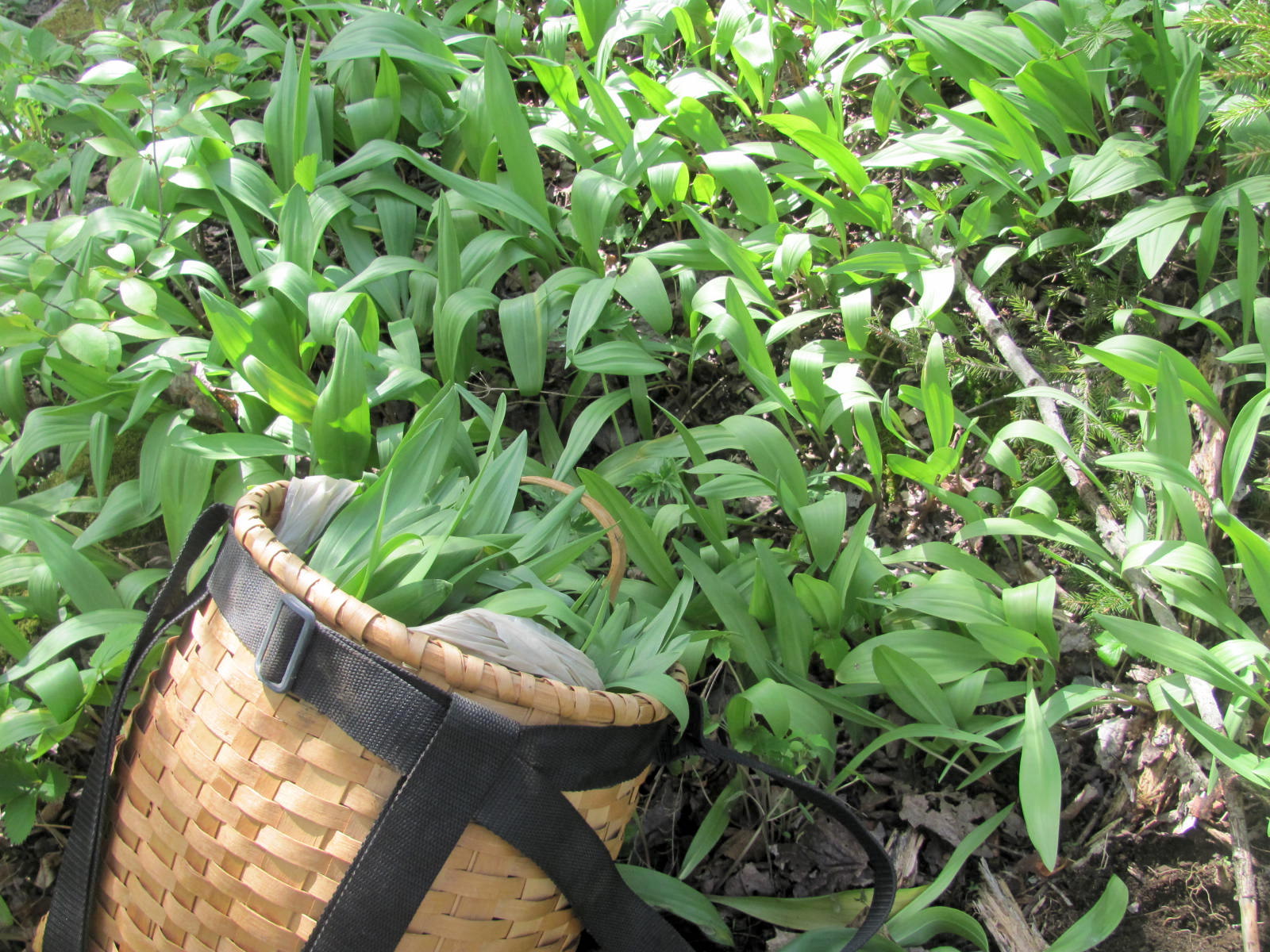 Growing Ramps in Your Backyard