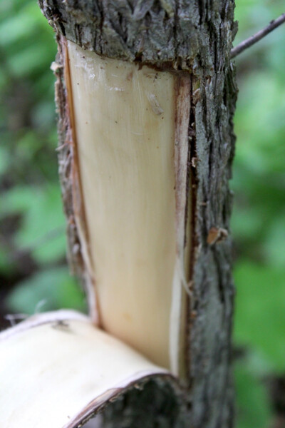 25+ Edible Trees (& How to Use Them) — Practical Self Reliance