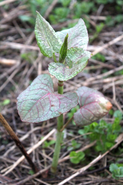 Using Japanese Knotweed for Food and Medicine — Practical Self Reliance