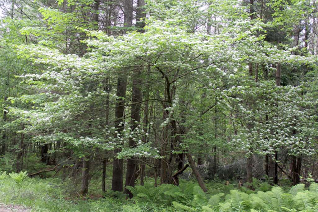 Foraging Hawthorn (Crataegus sp.): Identification and Uses — Practical ...