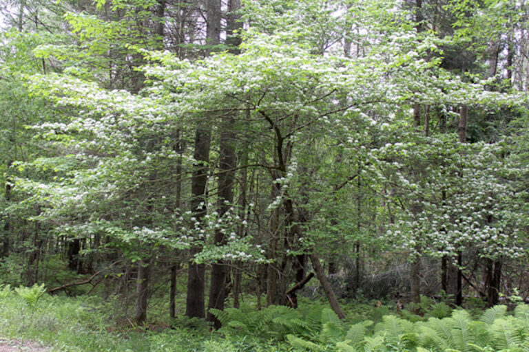 Foraging Hawthorn (Crataegus sp.): Identification and Uses — Practical ...
