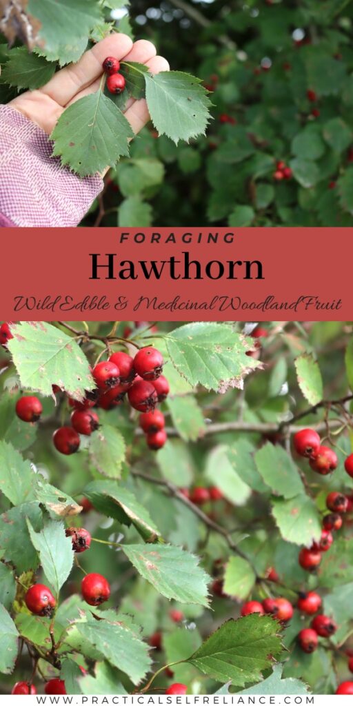 Foraging Hawthorn (Crataegus sp.): Identification and Uses — Practical ...