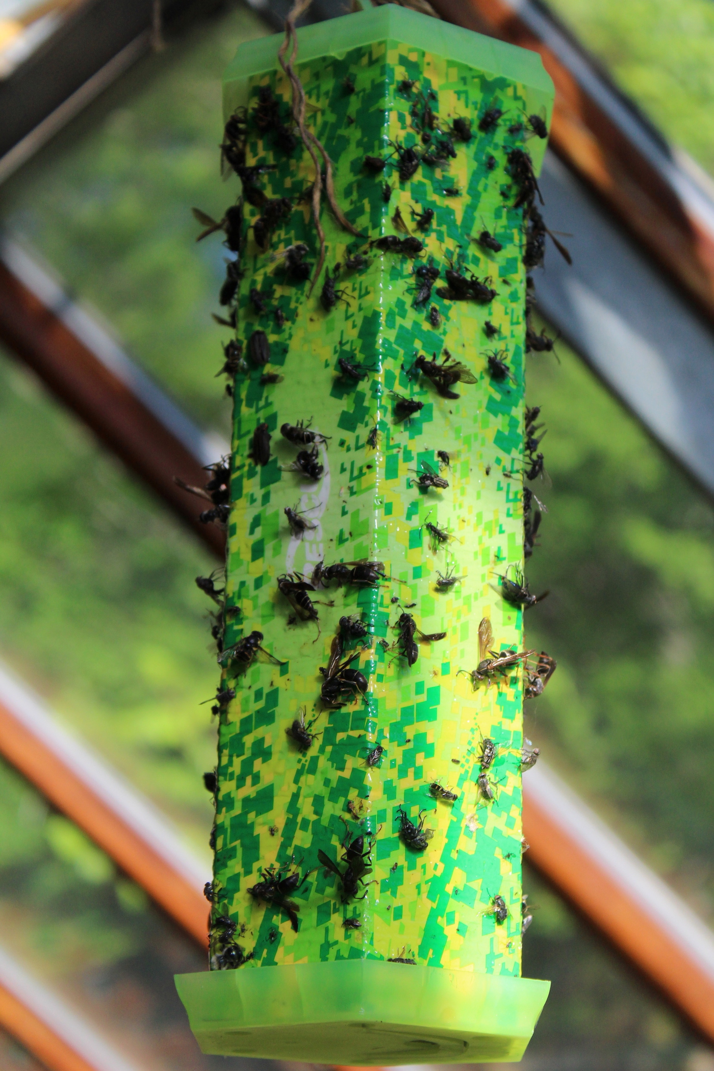 Best Wasp Traps
