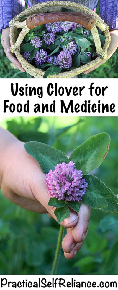 Red Clover: Edible & Medicinal Uses — Practical Self Reliance
