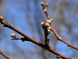 Cold Hardy Peach Trees for Zone 4 — Practical Self Reliance