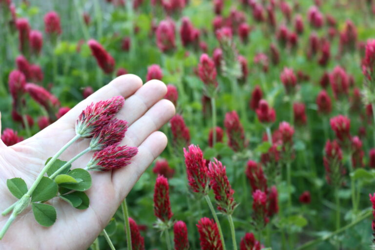 Red Clover: Edible & Medicinal Uses — Practical Self Reliance