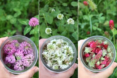 Red Clover: Edible & Medicinal Uses — Practical Self Reliance