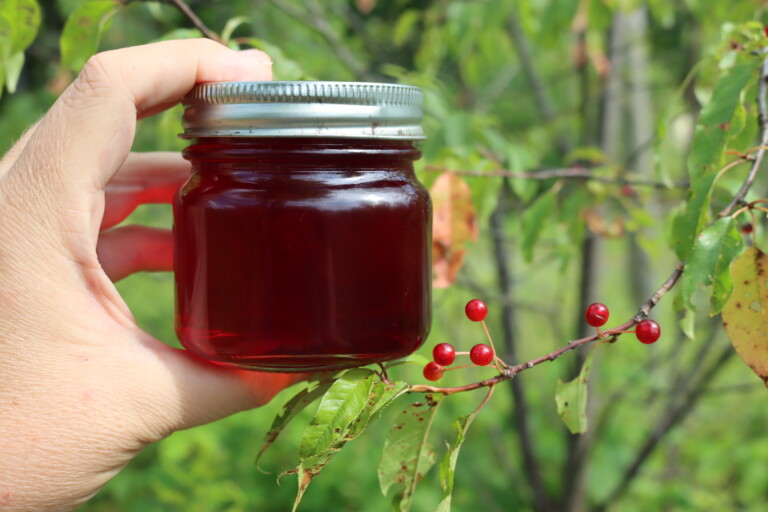 Foraging Pin Cherries (Prunus pensylvanica) — Practical Self Reliance