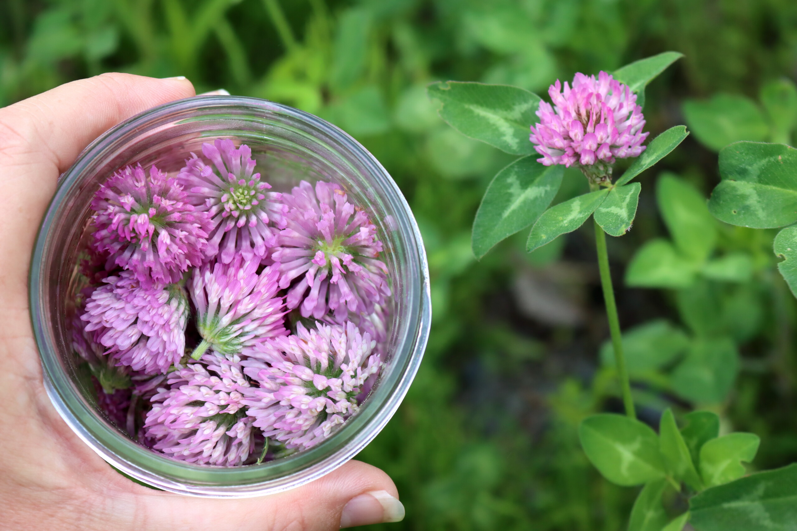 Red Clover: Edible & Medicinal Uses — Practical Self Reliance