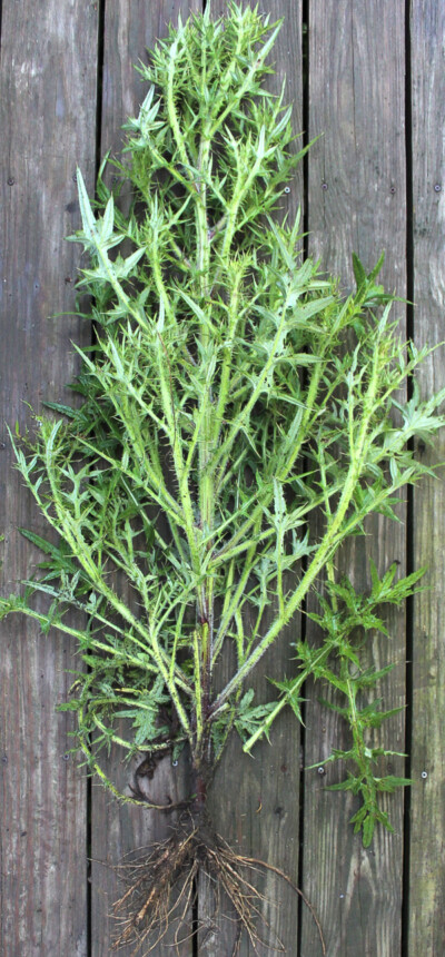Foraging Thistle for Food and Medicine — Practical Self Reliance