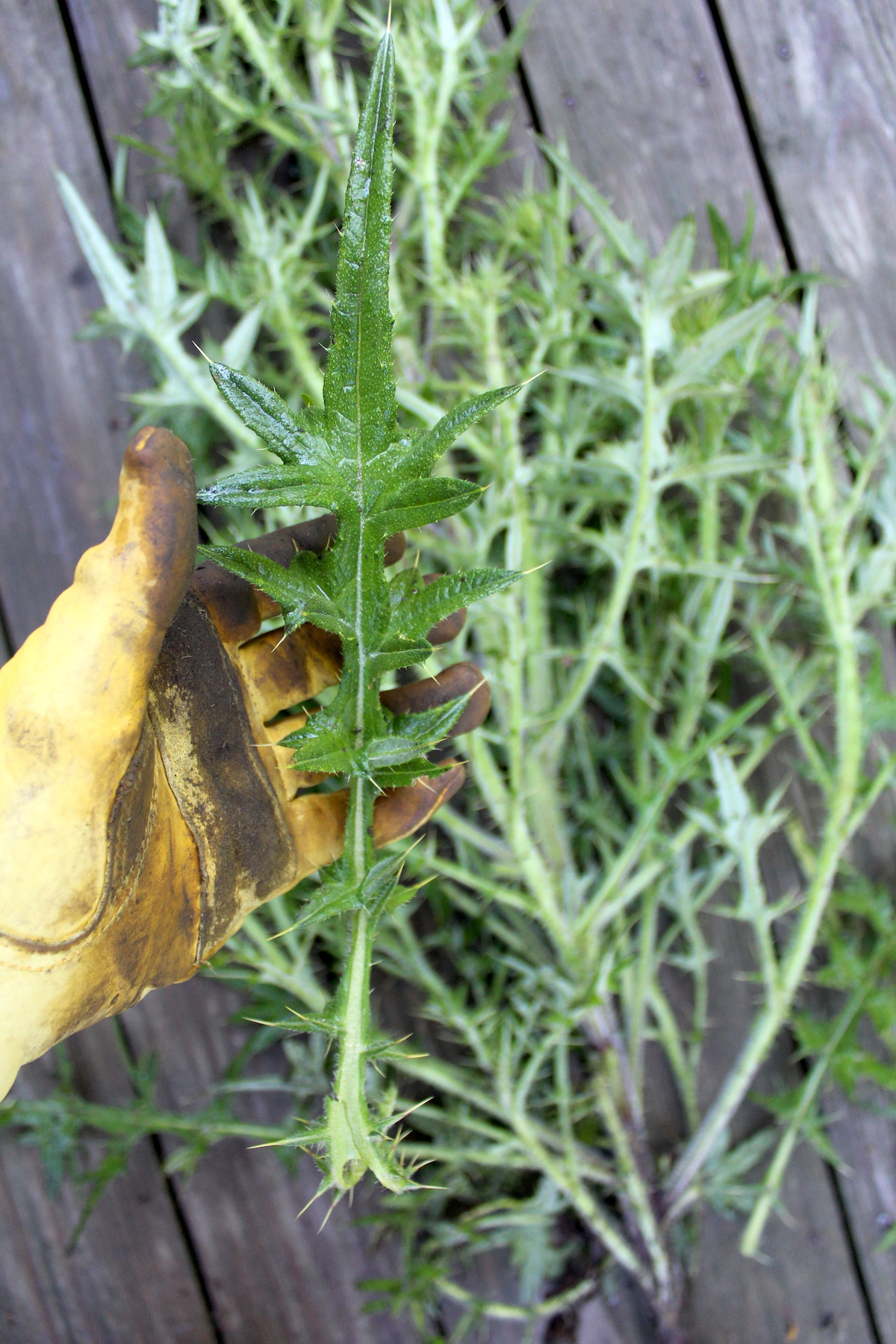 Foraging Thistle for Food and Medicine