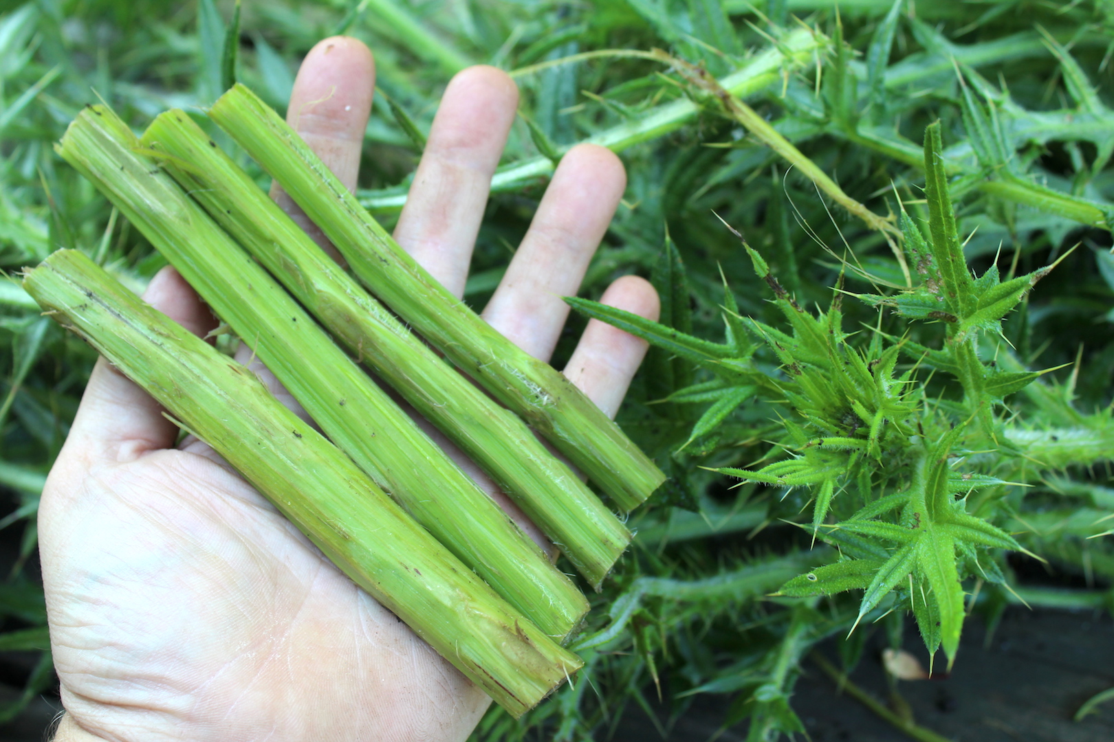 Foraging Thistle for Food and Medicine