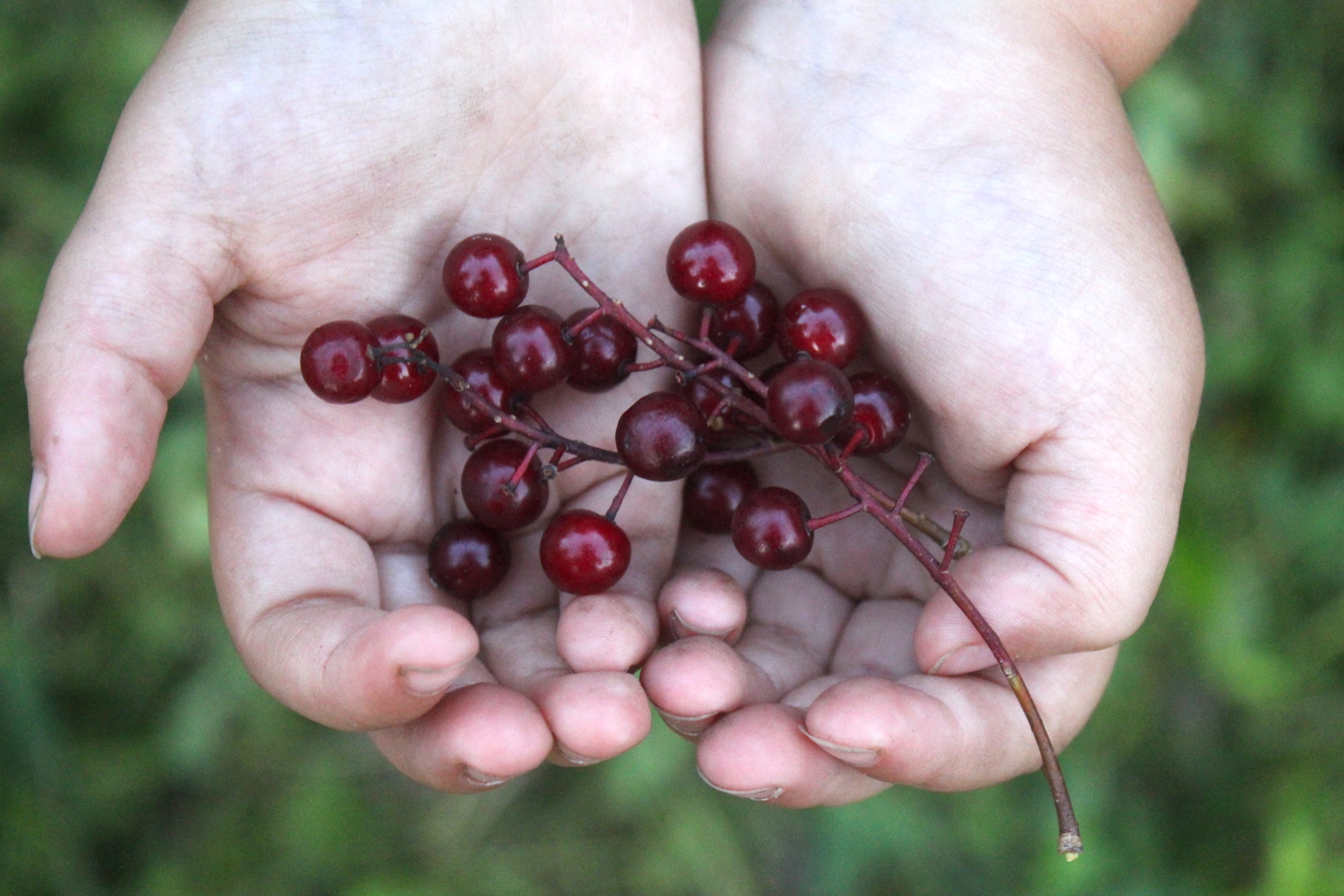 Foraging and Using Chokecherry