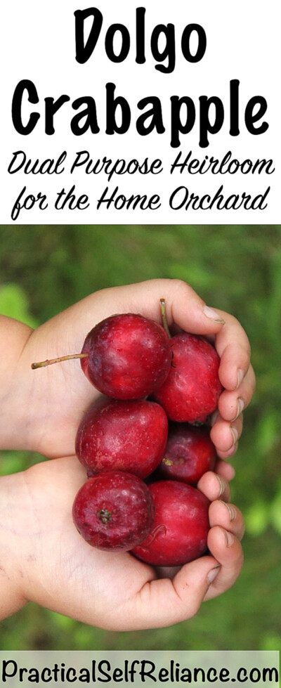 Dolgo Crabapple ~ A Tasty Pollinator — Practical Self Reliance