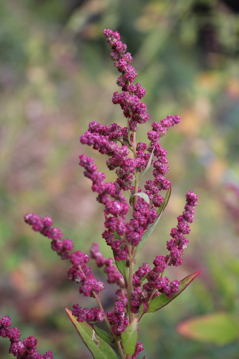 Foraging Wild Quinoa (Goosefoot Seed)