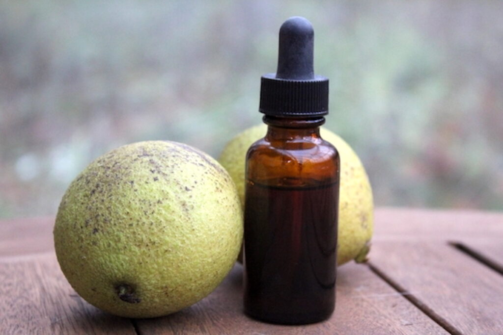 How to Make Black Walnut Tincture (and Powder) — Practical Self Reliance