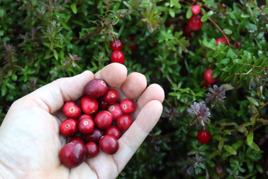 How to Grow Cranberries — Practical Self Reliance