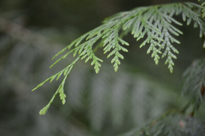 16 Medicinal Trees for Your Herbal Medicine Chest — Practical Self Reliance