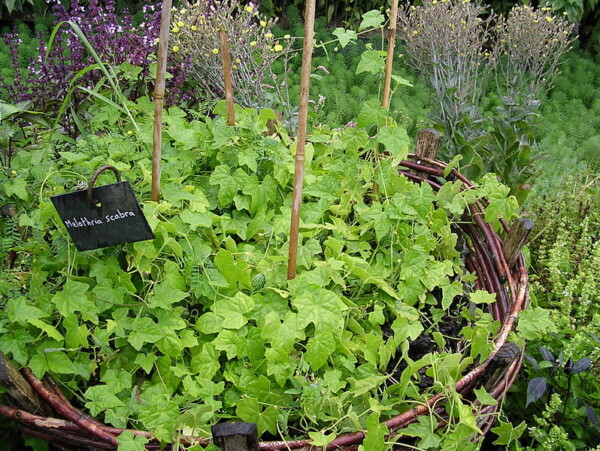 How to Grow Cucamelons (Mouse Melons) — Practical Self Reliance