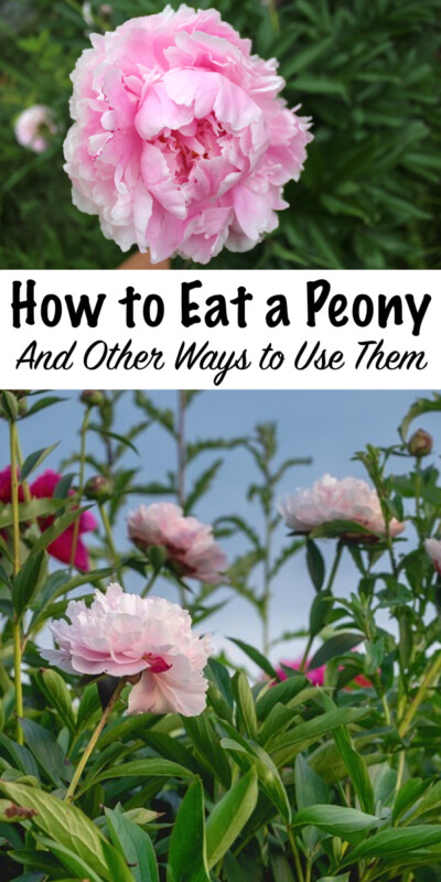 How to Eat a Peony (and other ways to use them) — Practical Self Reliance