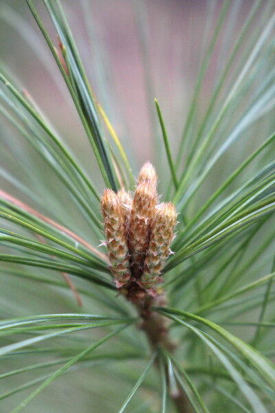 Foraging Spruce Tips (and Other Conifer Tips) — Practical Self Reliance