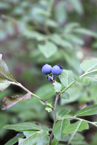 50+ Edible Wild Berries & Fruits ~ A Foragers Guide — Practical Self ...