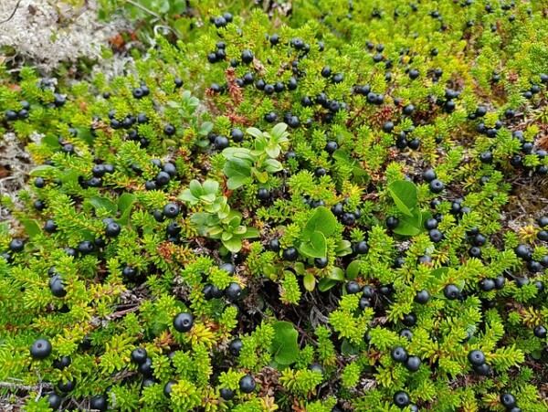 50+ Edible Wild Berries & Fruits ~ A Foragers Guide — Practical Self ...