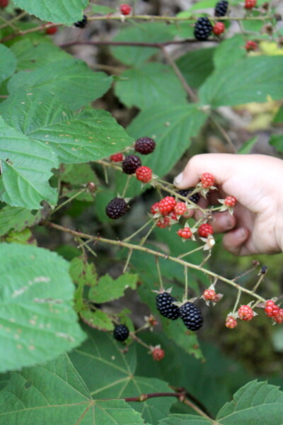 50+ Edible Wild Berries & Fruits ~ A Foragers Guide — Practical Self ...