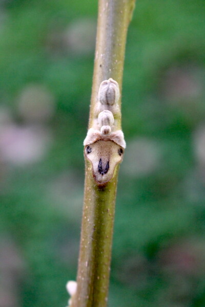 Foraging Butter Nuts (Juglans cinerea): Butternut Tree Identification ...