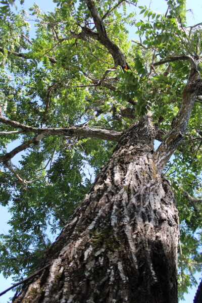 Foraging Butter Nuts (Juglans cinerea): Butternut Tree Identification ...