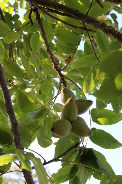 Foraging Butter Nuts (Juglans cinerea): Butternut Tree Identification ...