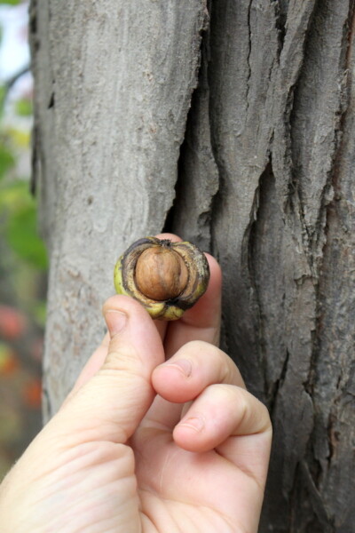 10 Wild Nuts to Forage in the Fall — Practical Self Reliance