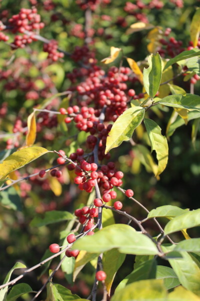 Foraging Autumn Olive (Elaeagnus umbellata) — Practical Self Reliance