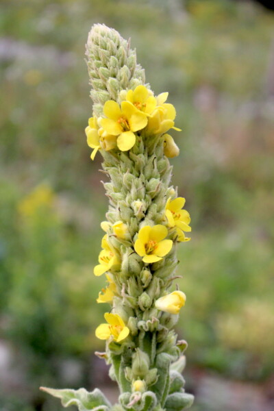 20+ Herbal Salve Recipes — Practical Self Reliance