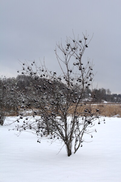 Foraging Nannyberry (Viburnum lentago) — Practical Self Reliance