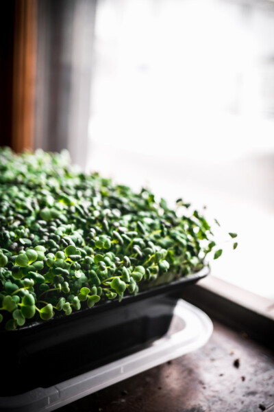 How to Grow Sprouts — Practical Self Reliance