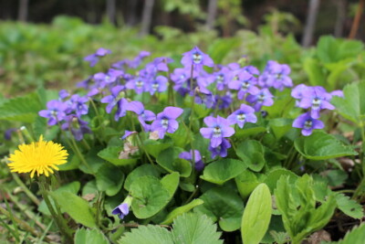 30+ Ways to Use Wild Violets — Practical Self Reliance