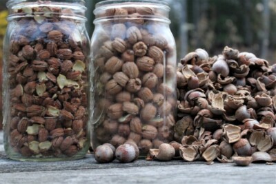 How to Make Acorn Flour — Practical Self Reliance