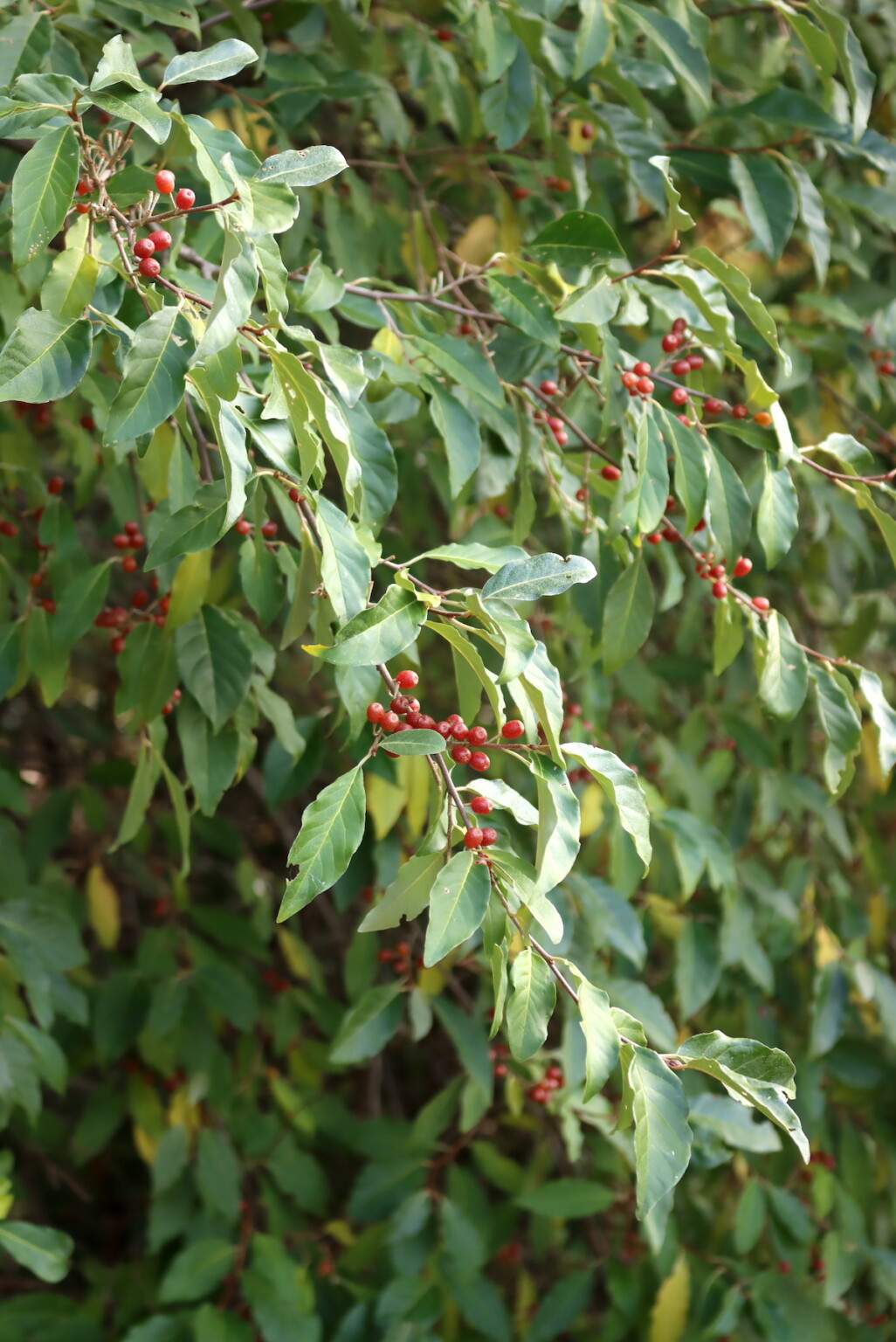 Foraging Autumn Olive (Elaeagnus umbellata) — Practical Self Reliance