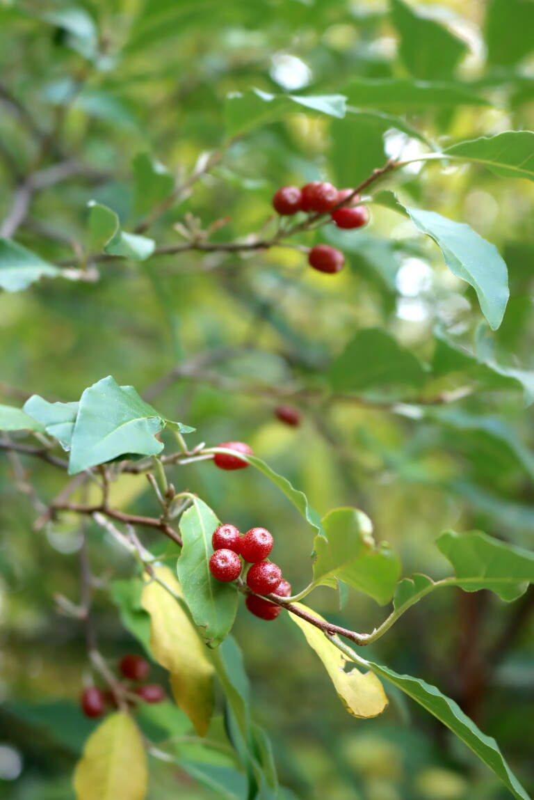 Foraging Autumn Olive (Elaeagnus umbellata) — Practical Self Reliance
